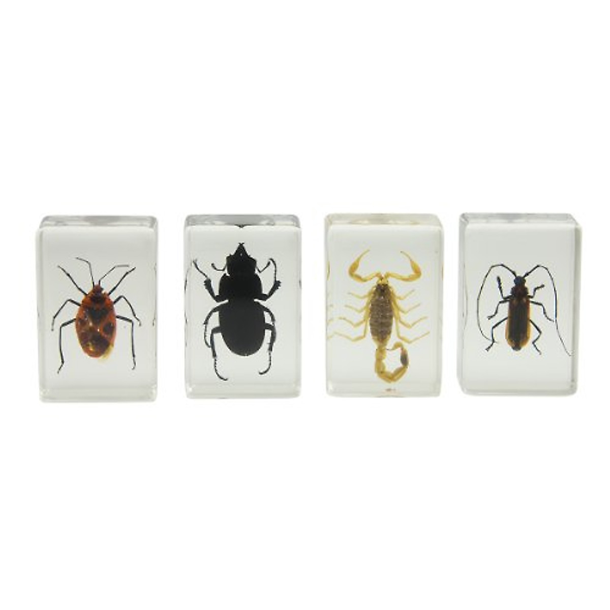 Celestron 44407 3D Bug Specimen Kit #1 (Black, Brown, Yellow)