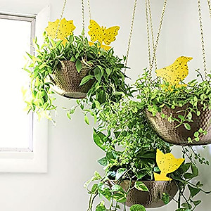 36 Pack Fungus Gnat Traps for House Plants, Yellow Sticky Traps for Indoor Outdoor Use to Get Rid of Whitefly Mosquitoes Fungus Gnats Thrips Leafminer Flying Insects Protect Your Plants