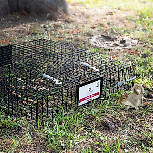 Predator Guard Squirrel Guard Trap - Humane Multi-Catch Trap, Attracts & Catches Multiple Squirrels in 1 Trap - Perfect for Indoor and Outdoor Use - Effective Squirrel Control to Protect your Property
