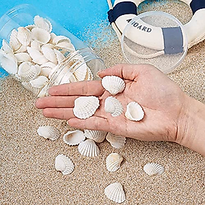 Small Tiny Sea Shells White Clam Bulk Natural Seashell for DIY Craft Home Decor Vase Fillers…
