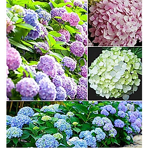 20+ Mixed Hydrangea Seeds Flowers Bush Plants Beautiful Smell Garden Decor Home Perennial