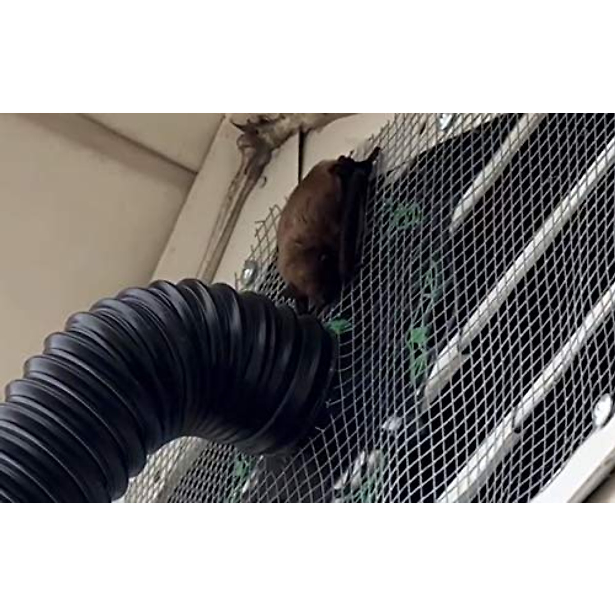 The Bat Valve Device | Get Rid of Bats in the House and Attic | TBV-Flex2