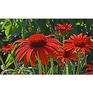 Zeoust Loife Echinacea Seeds for Planting Orange Red Coneflower Plants - Non-GMO Heirloom Flowers Seed to Plant Outdoors Garden 200 Seeds (Orange Red Coneflower)