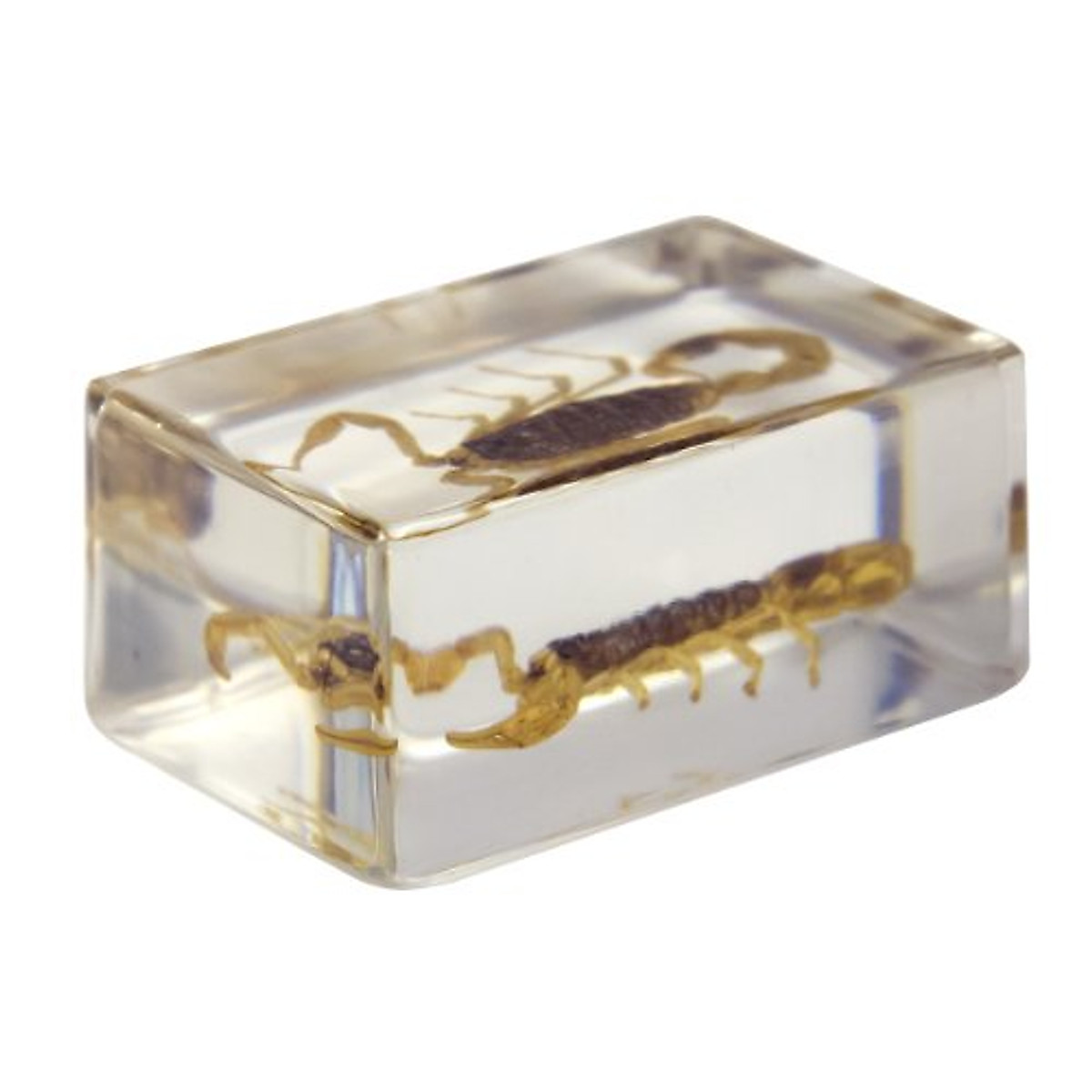 Celestron 44407 3D Bug Specimen Kit #1 (Black, Brown, Yellow)