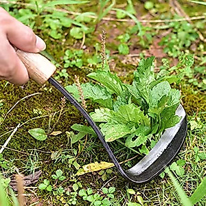 Elegital Kana Hoe 217 Japanese Garden Tool - Hand Hoe/Sickle is Perfect for Weeding and Cultivating. The Blade Edge is Very Sharp. (Beijing-022)