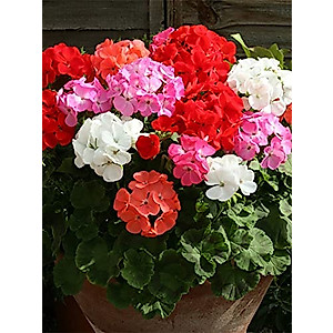 20+ Mixed Geranium Flower Seeds Plant Perennial Bloom Flower Garden Home