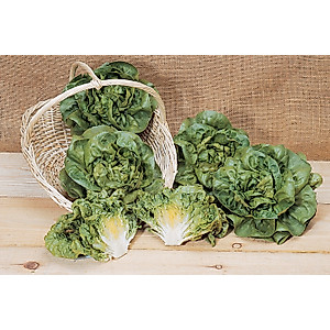 Burpee Burpee Bibb Lettuce Seeds 2500 seeds