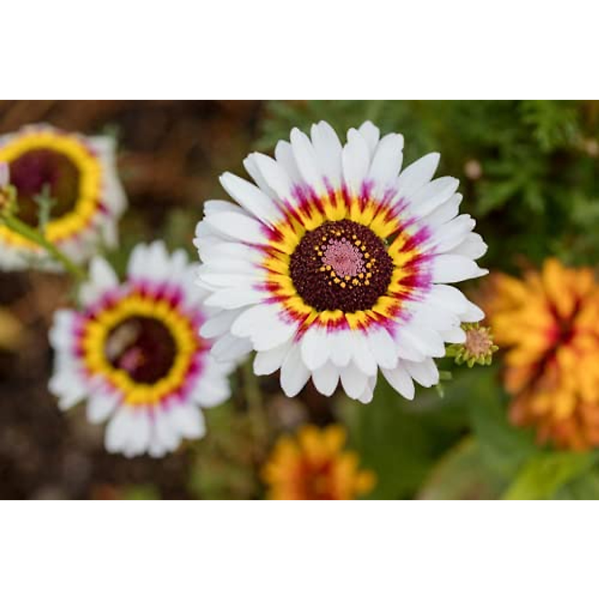 "Painted Daisy" Flower Seeds for Planting, 500+ Flower Seeds Per Packet, (Isla's Garden Seeds), Non GMO & Heirloom Seeds, Scientific Name: Chrysanthemum Carinatum