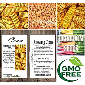 1 lb (1,600+ Seeds) Reid's Yellow Field Corn Seed (OP) Open pollinated Variety - Non-GMO Seeds by MySeeds.Co (1 lb Reid Yellow Corn)