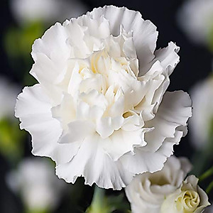 Outsidepride Dianthus Caryophyllus Carnation White Garden Cut Flower Seeds - 2000 Seeds