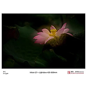 Lightdow 420-800mm f/8.3 Manual Zoom Super Telephoto Lens + T Mount Ring for Nikon D3500 D5600 D7500 D500 D600 D700 D750 D800 D850 D3200 D3400 D5100 D5200 D5300 D7000 D7200 Camera (White Version)