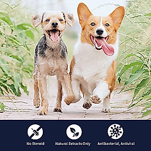 CUROVET MucoMax, Oral Wound Care Gel for Dogs and Cats, 0.35oz. Safe and Easy Care with 100% Natural Ingredients. Treats Oral Wound and Inflammation.