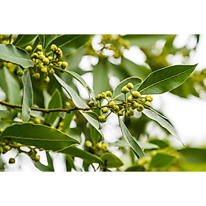 Bay Leaf Plant Live Sweet Bay Plant Tree 6 to 8 Inches Tall Planting Perennial Outdoors