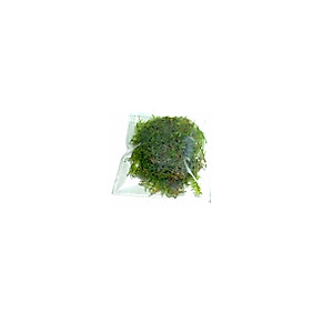 Marcus Fish Tanks - 3X Christmas Moss Vesicularia Montagne Live Freshwater Aquarium Plants Xmas Moss