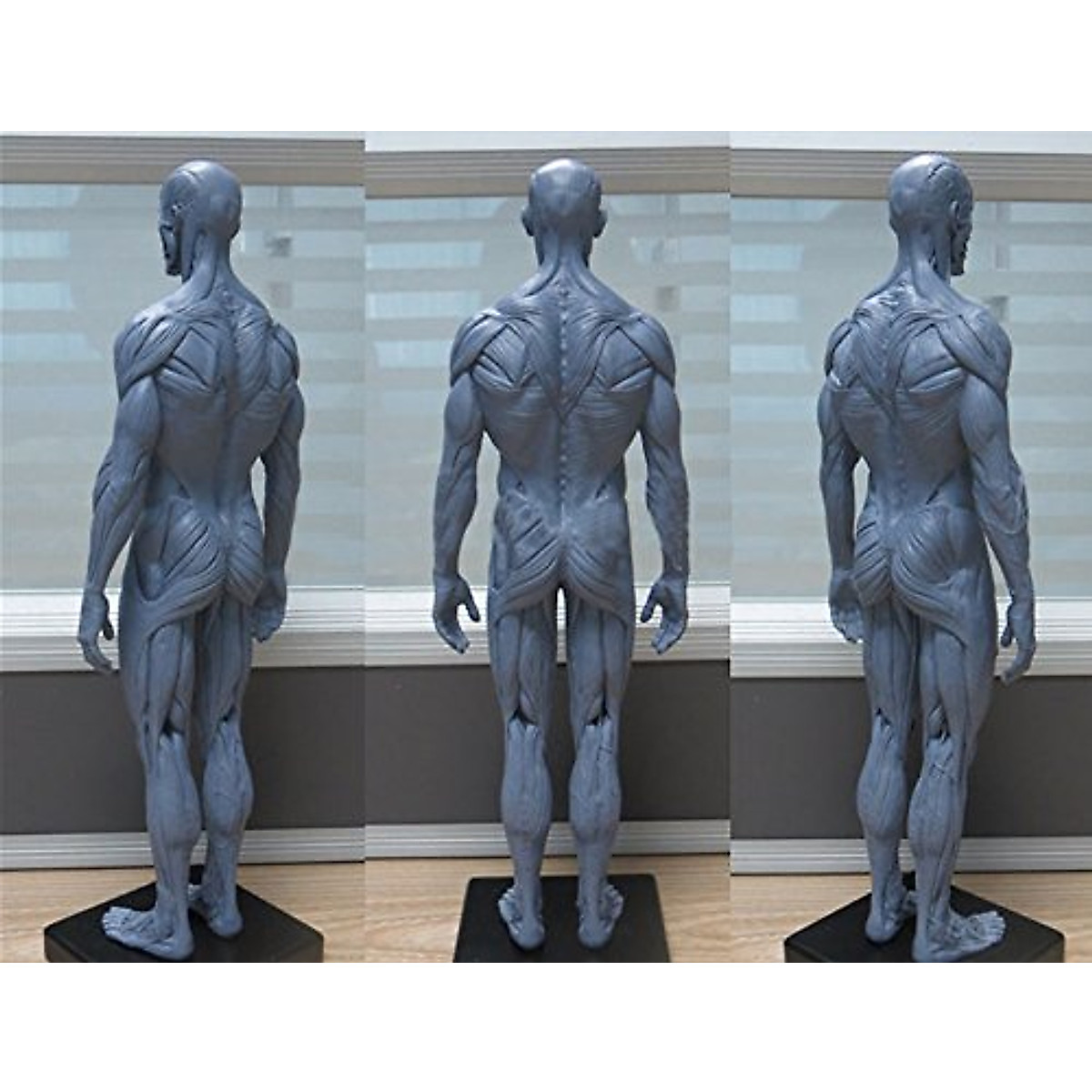 NSKI 1:6 30cm Resin Human Skeleton Anatomical Model Anatomy Skull Sculpture Head Body Muscle