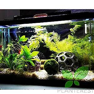 Planterest | Hornwort Ceratophyllum Demersum Live Aquarium Plant Easy for Beginner Tropical Pond Aquatic Plants Decoration - BUY2GET1FREE -