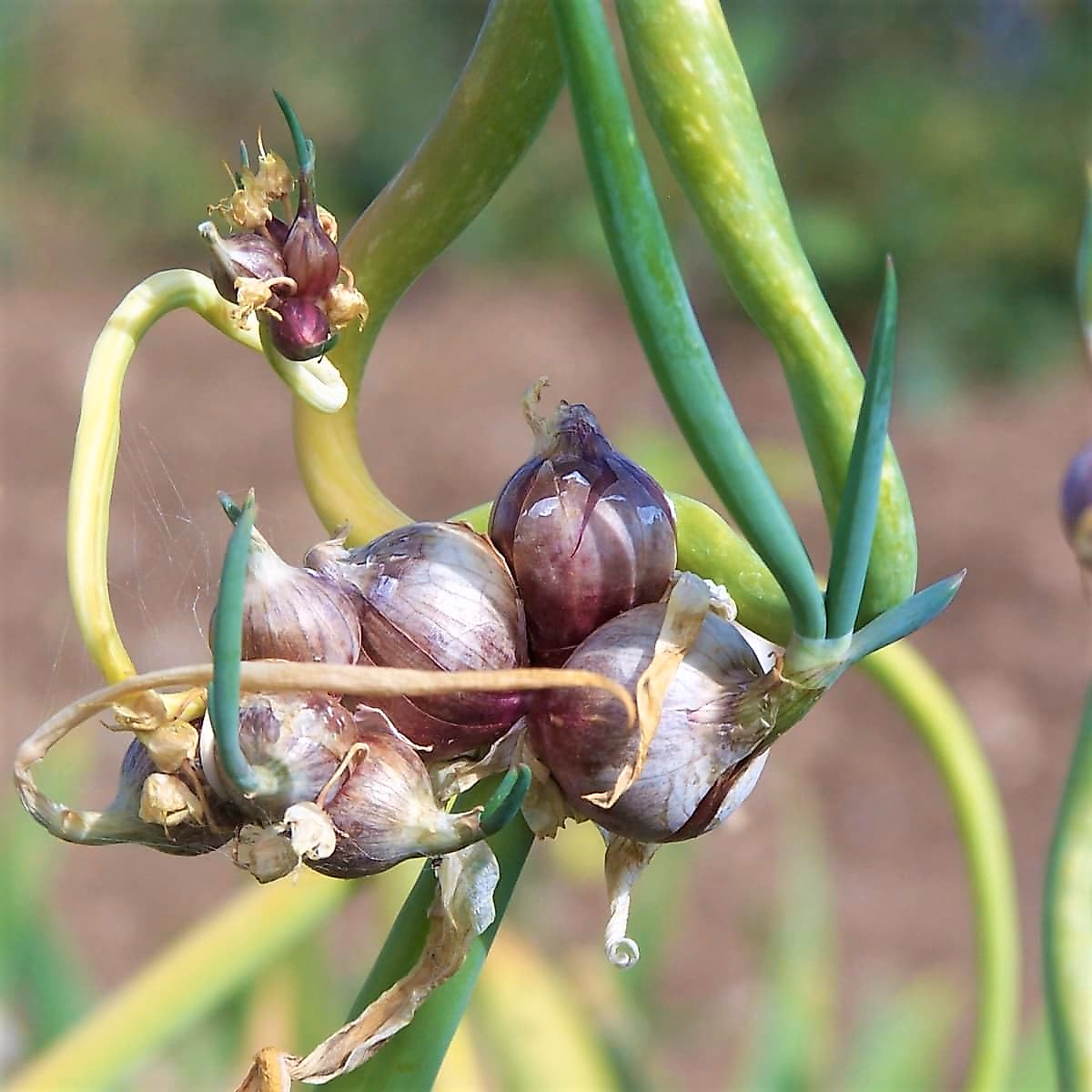 10 Walking Onion Bulbs for Planting, Small Bulblets, Egyptian Walking Onion Bulb