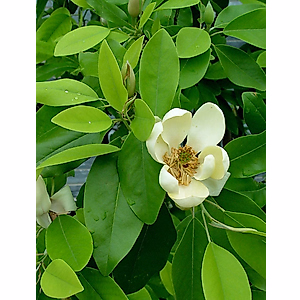 Sweet Bay Magnolia Tree | 30 Live Plants | Magnolia Virginiana | Beautiful Ornamental Specimen