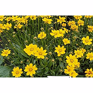 Largeflower Tickseed-Brilliant Golden Blooms Large and Very Showy (25 - Seeds)