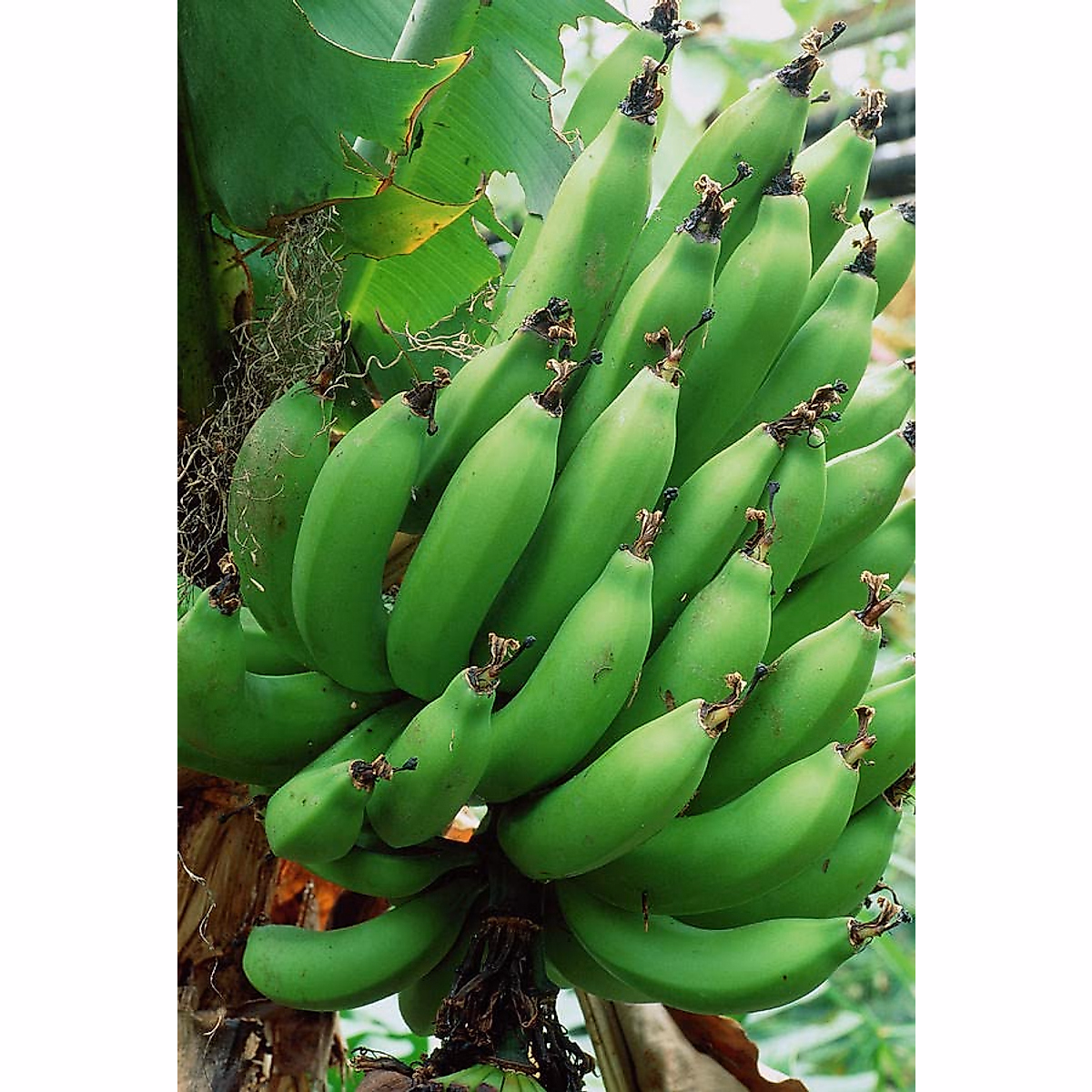 1 Starter Plant of Dwarf Cavendish Banana Tree