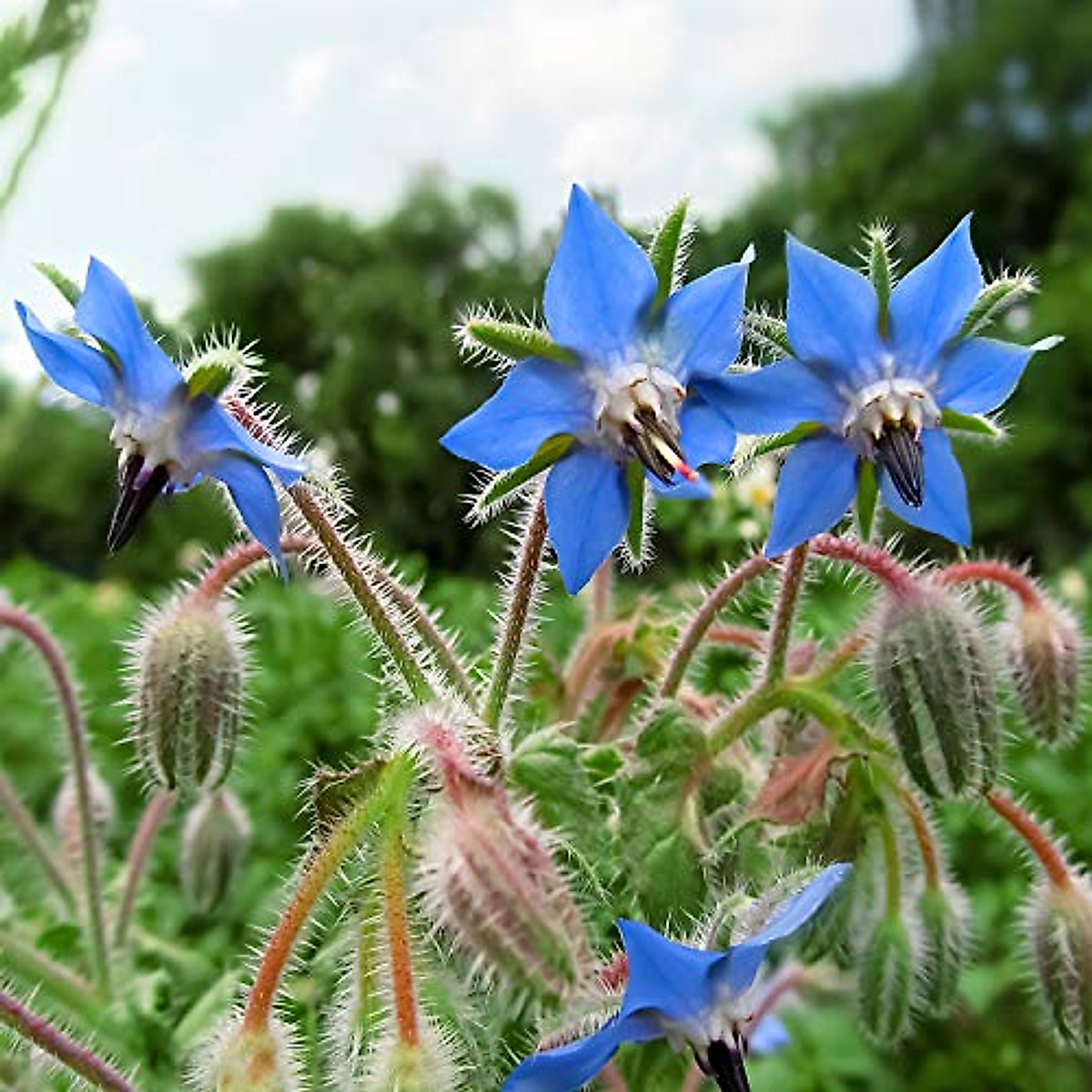 Outsidepride Borago Officinalis Borage Herb Garden Flowering Plants Great for Bee Pollination - 1 LB