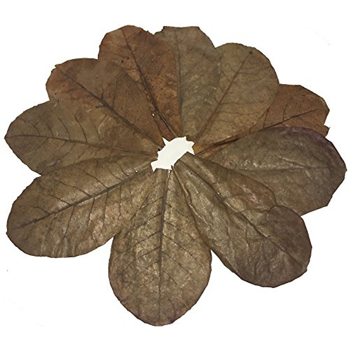 Awesome Aquatic Jumbo Betta/Shrimp Leaves 10 Premium Catappa Indian Almond Leaves Jumbo 7"-9" in Natural Habitat Tannin Producing Improves Immunity, Easy to USE…