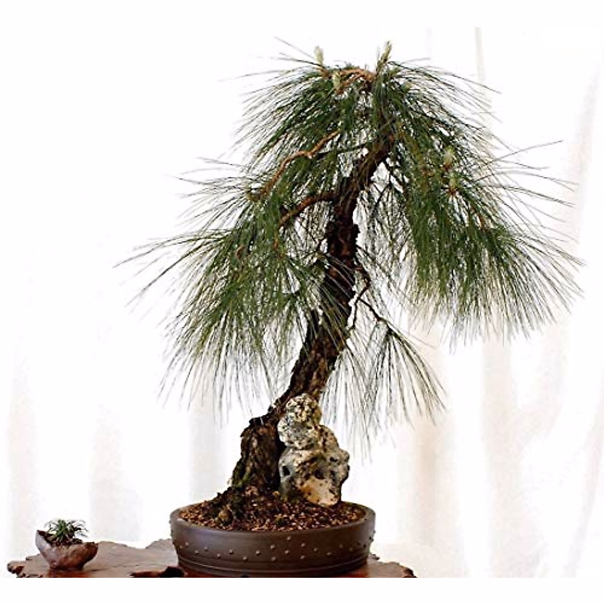 Earthcare Seeds Mexican Weeping Pine 60 Seeds (Pinus patula) Fast Growing Evergreen Tree – Great Bonsai Project