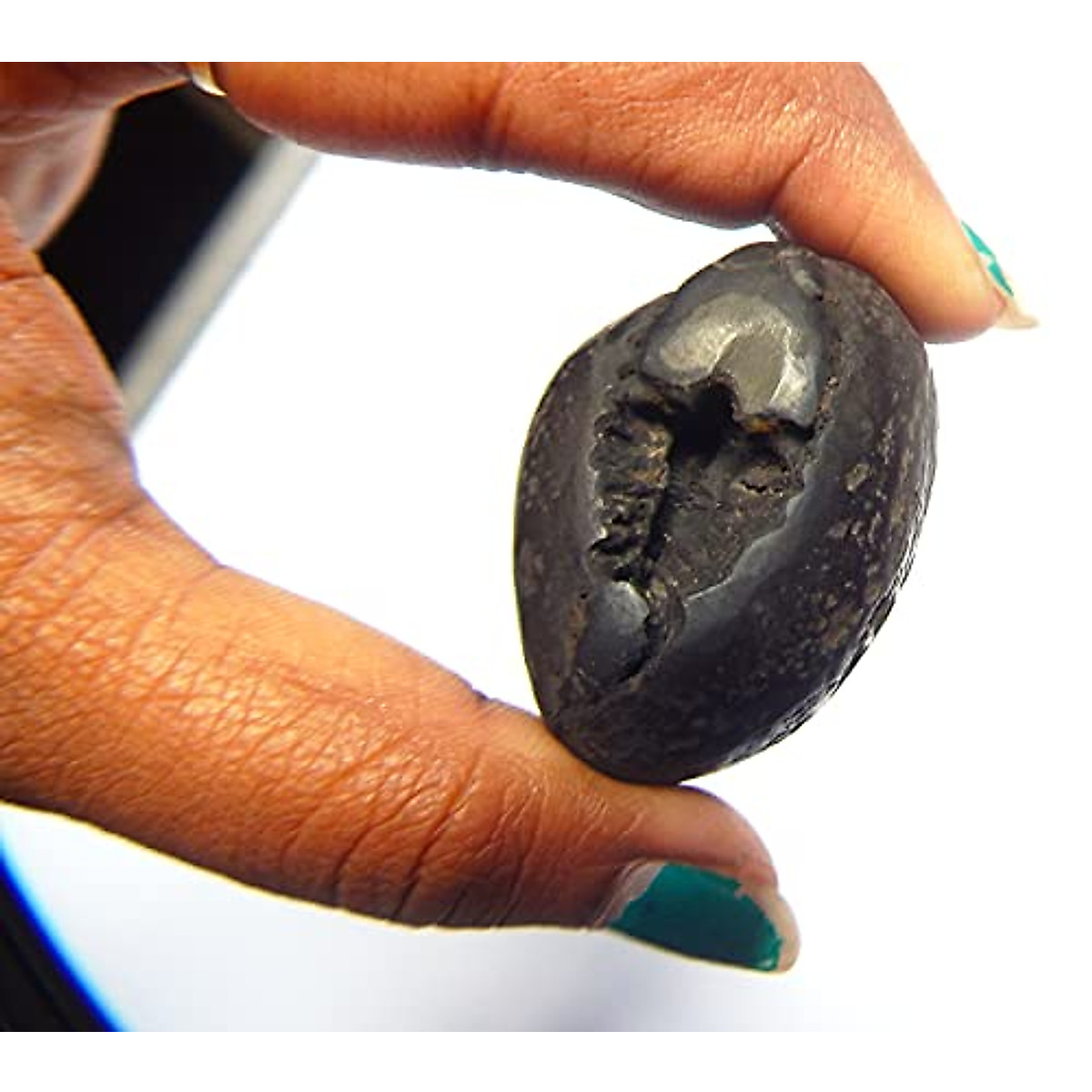 Laxmi Narayan Shaligram Lakshmi Narayan Salagram - Gandaki River Nepal