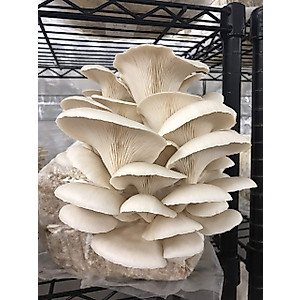 MushroomMediaOnline Fast Fruiting aka Masters Mix (50% Oak/50% Soy Hull Pellets) 40 Pounds