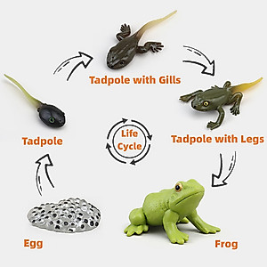 Montessori Life Cycle Learning & Education Toys, Plastic Insect Ladybug Monarch Butterfly Tadpole to Frog Kit Life Cycle Toys for Kids, Preschool Learning Activities for Toddlers