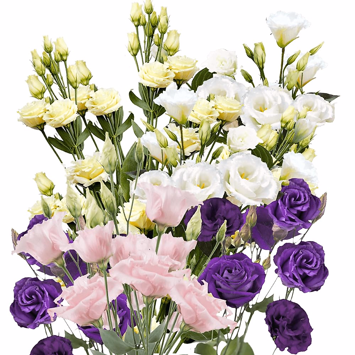 Lisianthus Flower Seeds for Planting - 200 Annual Lisianthus Mixed Double Flower Seeds Non-GMO Lisianthus Seeds