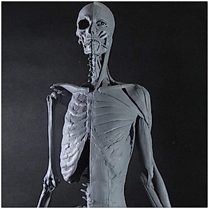 Male&Female Human Anatomy Figure Anatomical Skull Head Body Muscle Bone and Skin Model Lab Supplies, Anatomical Reference for Artists,60cm