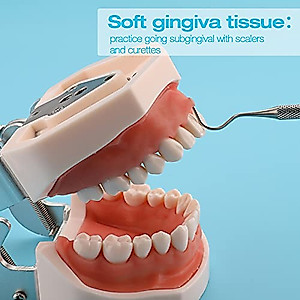 ANNWAH Dental Typodont Teeth Model,Completely Detachable Teeth Model Suitable for Teaching,Practice and Study,Come with a Small Screwdriver