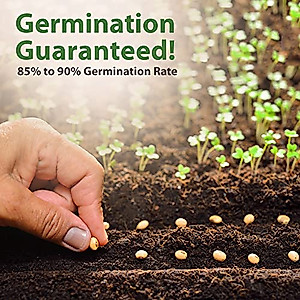 55 Heirloom Vegetable Seeds | 27,500+ Non GMO Garden Seed Variety Pack | Gardening Seeds for Planting Vegetables and Fruits, & Lettuce | Prepper Supplies | Survival Gear | Spring, Summer, Fall