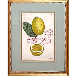 Plate 283: Limon Citratvs In Coenobio Teresiano TransTyberim