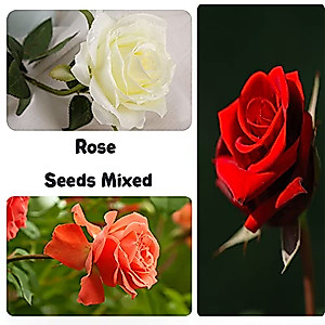 500+ Mixed Rare Rose Seeds Multicolored Flower Non-GMO Heirloom Garden Home for Planting to Grow