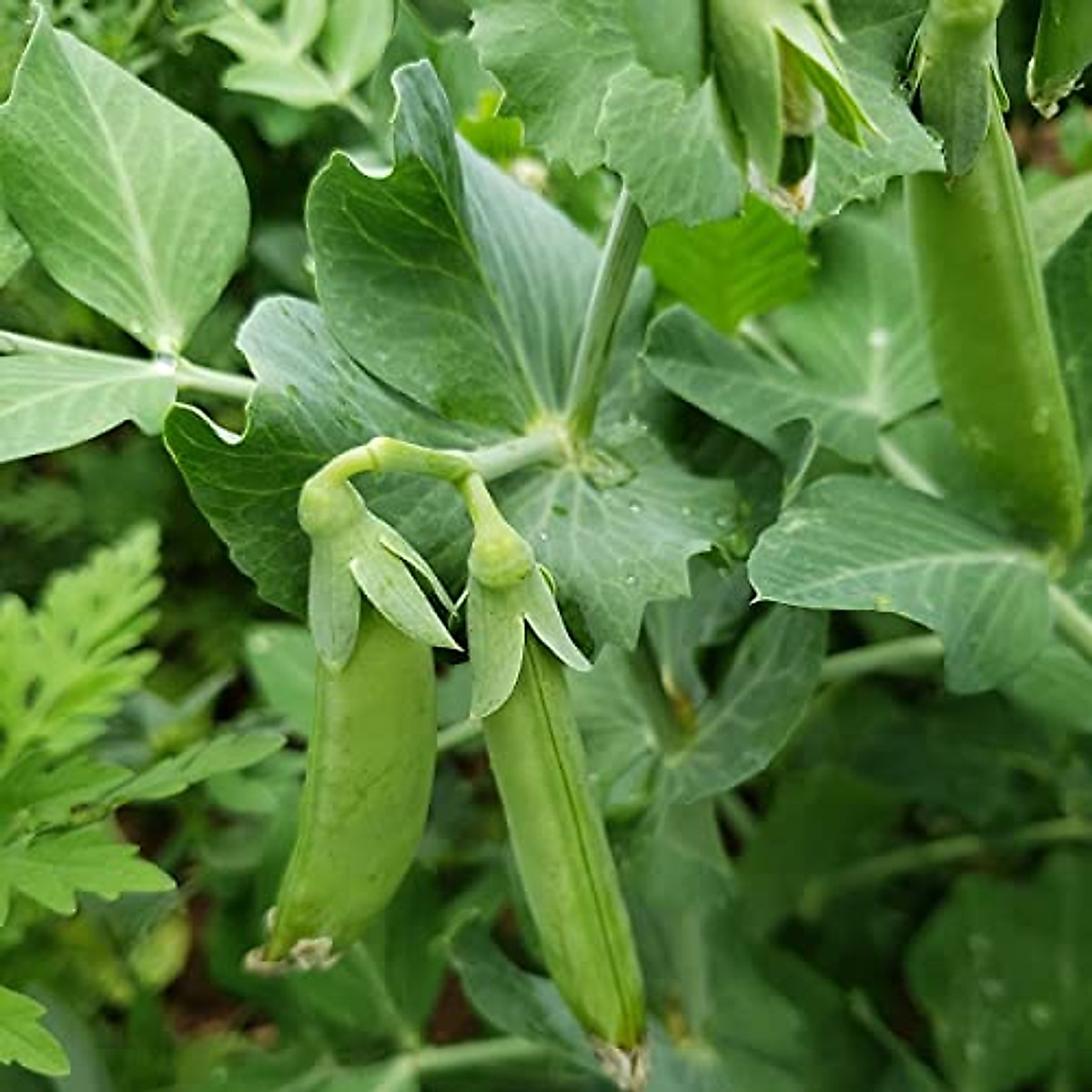 Purely Organic Products Purely Organic Heirloom Snap Pea Seeds (Sugar Daddy) - Approx 90 Seeds