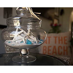 White Sand Dollars 2.5"-3" - 10pcs - Wedding Seashell Craft - Hand Picked and Professionally Packed by Tumbler Home