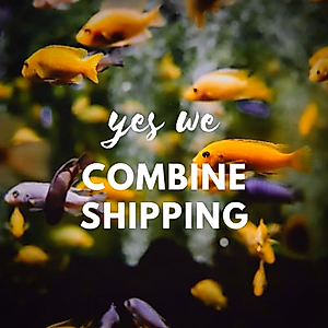 Sterbai Cory Catfish Live Fish - 4 Pack Live Freshwater Aquarium Fish