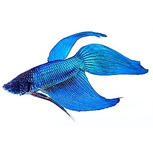 Betta Splendens Siamese Male Fighting Fish - Assorted Colors | Live Tropical Aquarium Fish