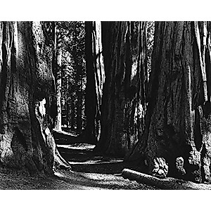 Senate Group, Giant Forest (#1)