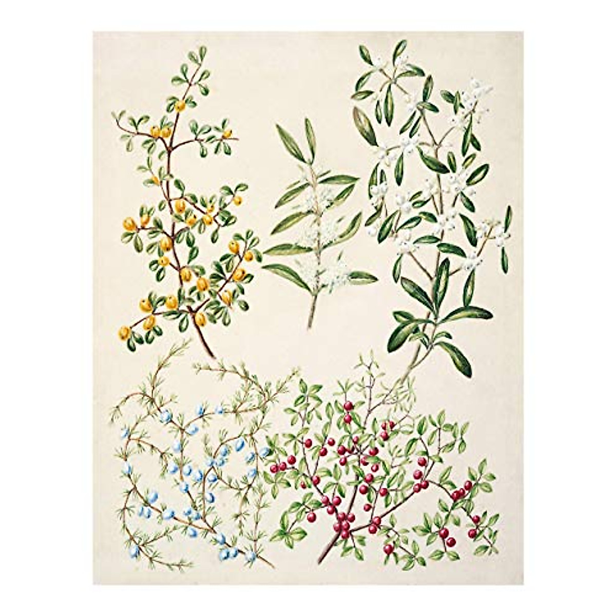 Vintage Botanical Prints | Forest Plants by Ink Inc. | Wildflower Leaves Floral Wall Art | Set of 6 8x10 Unframed