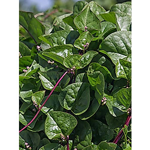Gaea's Blessing Seeds - Red Malabar Spinach Seeds - Non-GMO Seeds with Easy to Follow Planting Instructions - Heirloom Red Stemmed Malabar - 93% Germination Rate