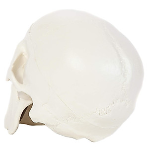 Alikeke Human Skull Anatomical Model, Human Anatomy Head Skeleton Model 4.5x3.5x3.5 in, Includes Full Set of Teeth, Removable Skull Cap and Articulated Mandible