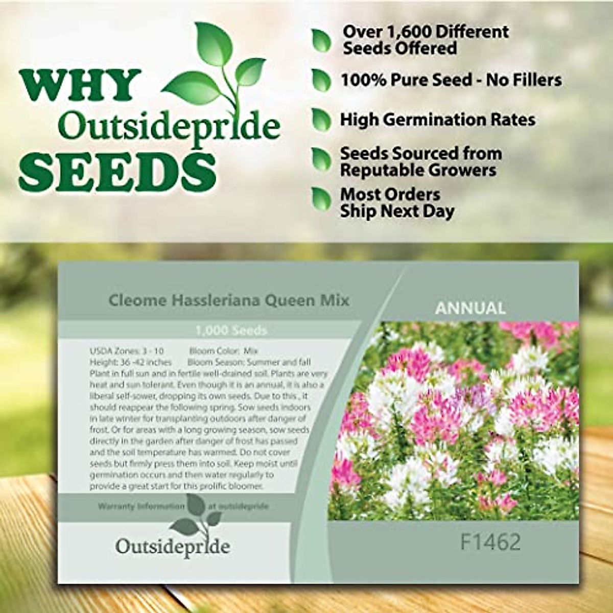Outsidepride Cleome Garden Cut Flower Seed Mix - 1000 Seeds