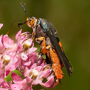 VivaTrap VT-100 Squash Vine Borer Moth Trap & Lure (2 Pack, 8 Week)