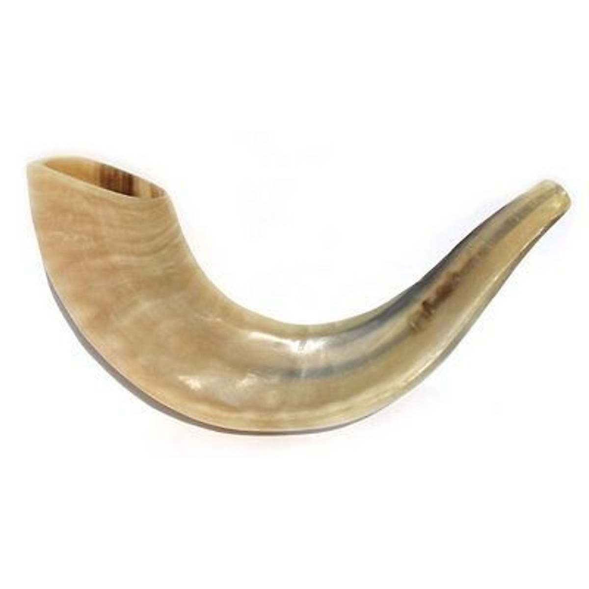 Kosher Shofar Ram's Horn Shofar Medium Size 33-35cm Polished White