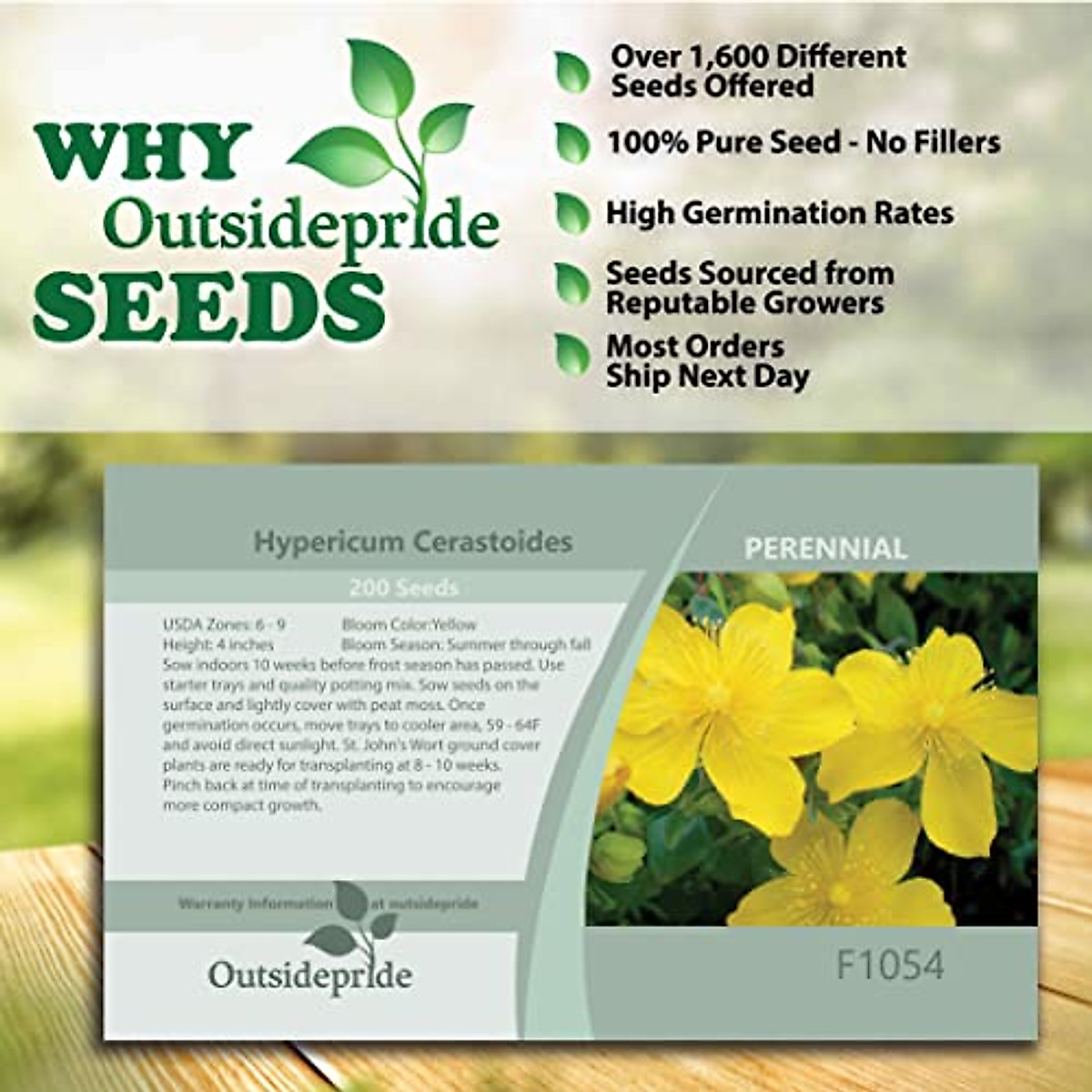 Outsidepride Hypericum Cerastoides Trailing St. John’s Wort Garden Flower & Ground Cover - 200 Seeds