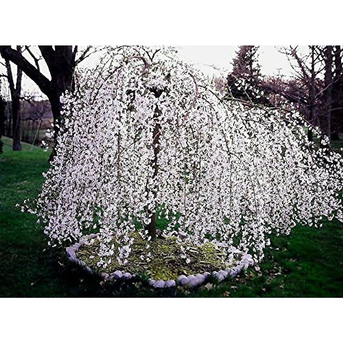 Weeping Cherry Tree - Live Plant - 6-12" Tall Seedling - 3" Pot - Ships Potted - *No Shipping to C.A