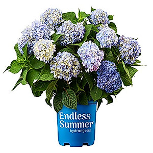 Endless Summer Original Hydrangea, 1 Gal, Blue